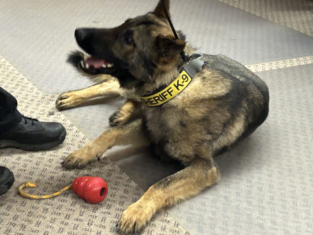 Ohio County Sheriff’s Office Introduces New K-9 Officer Kronos | News ...